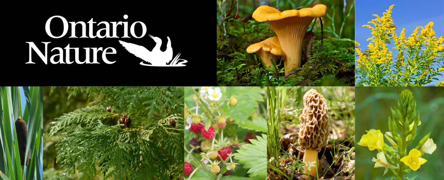 Northern Forest Foraging Guide - ON Nature Magazine