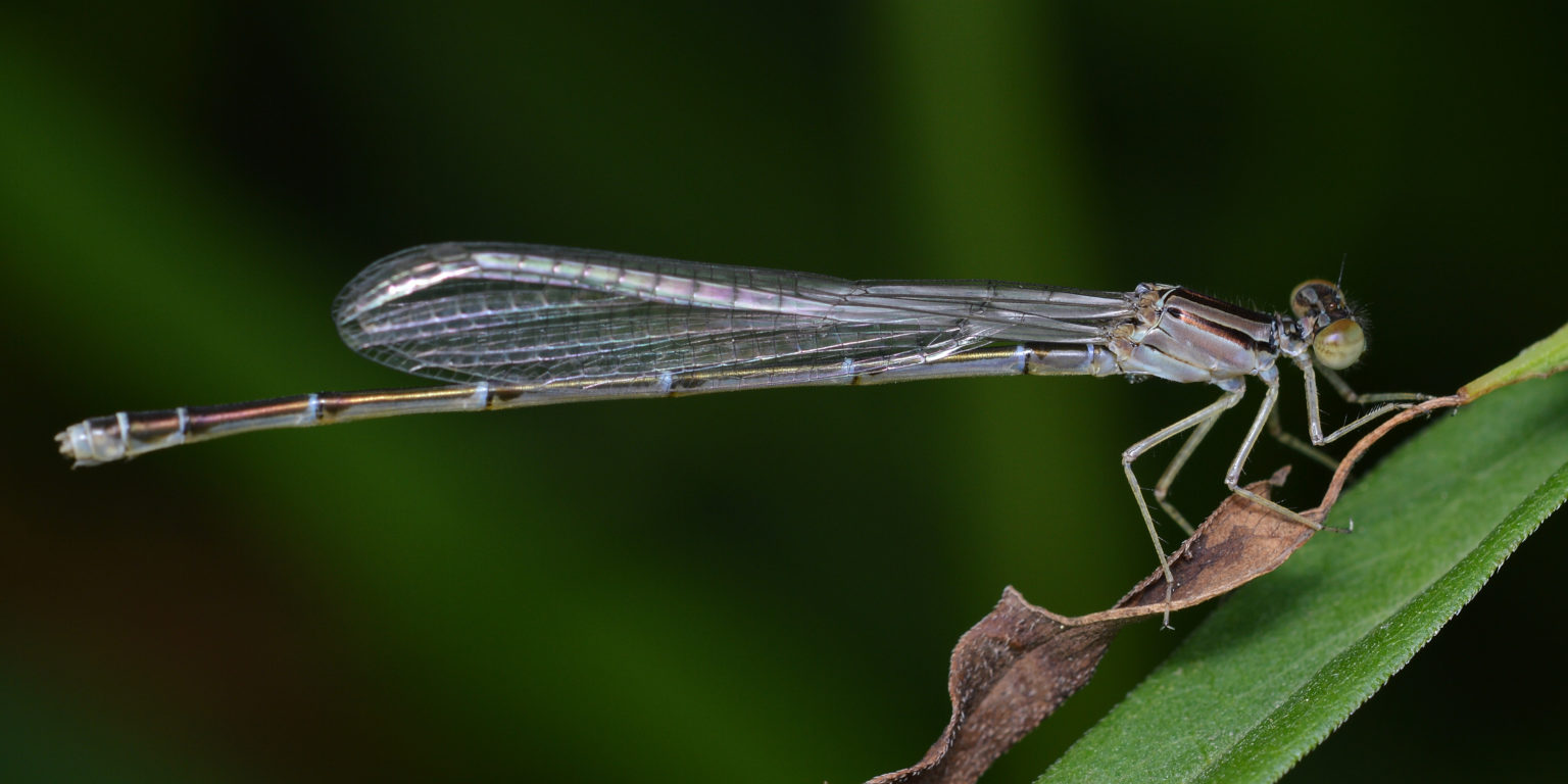 Dragonfly and Damselfly Guide - ON Nature Magazine