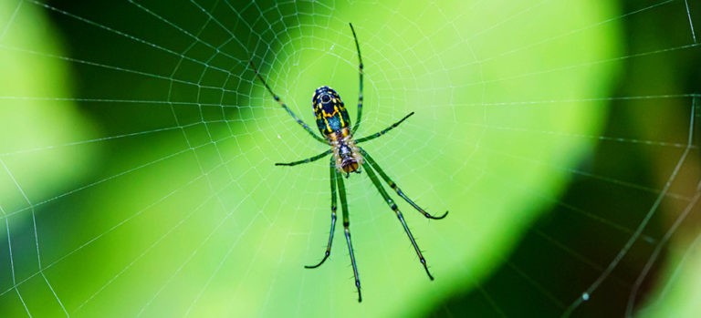 Spider Guide - ON Nature Magazine