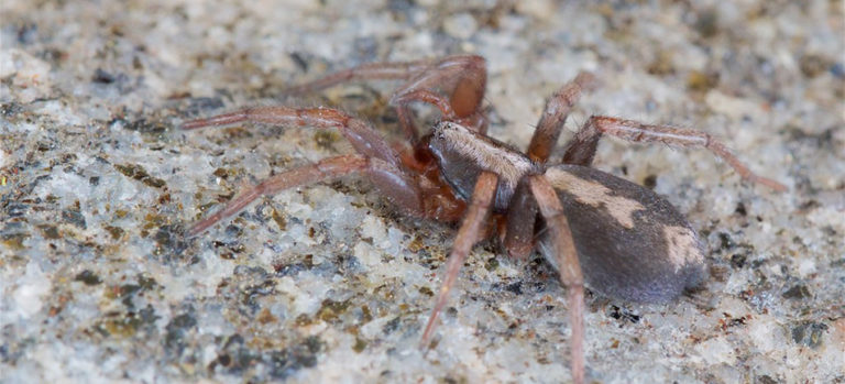 Spider Guide - ON Nature Magazine