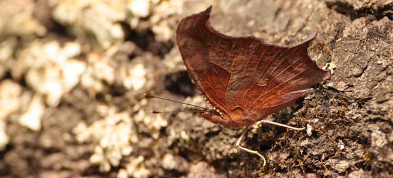 Butterfly and Moth Guide - ON Nature Magazine