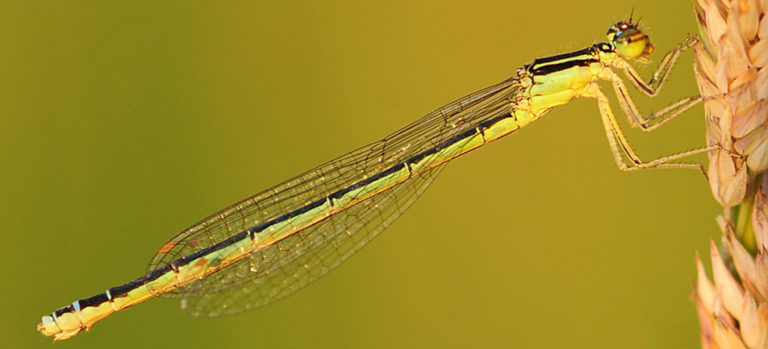 Dragonfly and Damselfly Guide - ON Nature Magazine