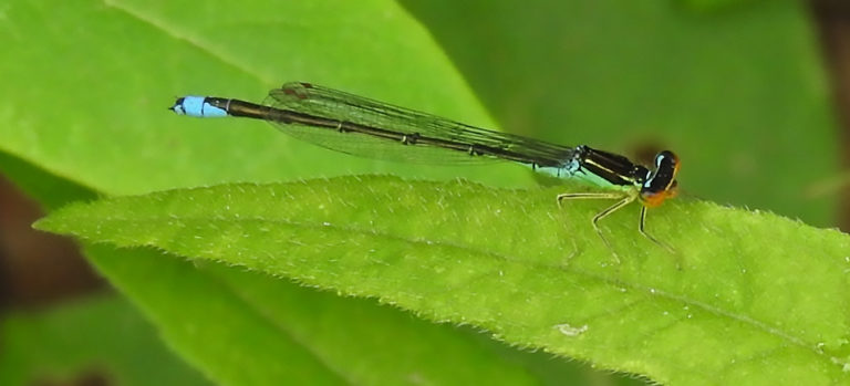 Dragonfly and Damselfly Guide - ON Nature Magazine