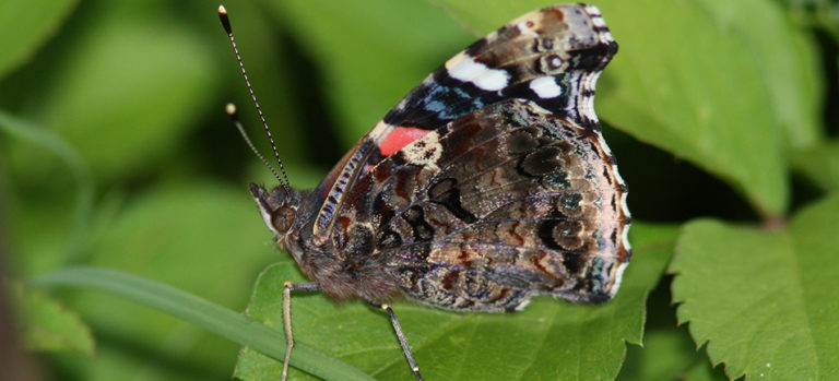Butterfly and Moth Guide - ON Nature Magazine