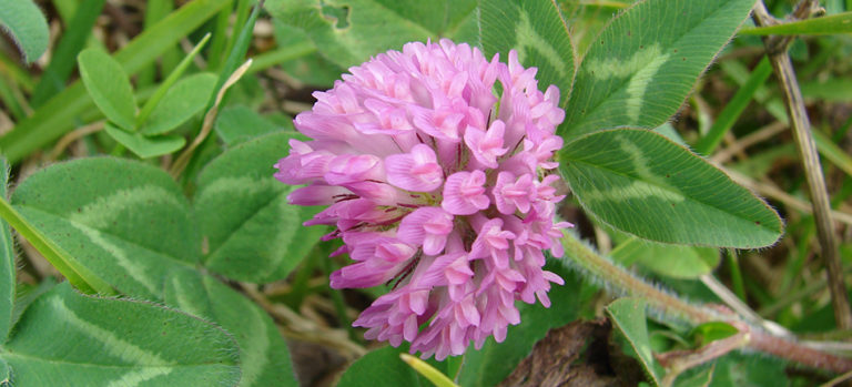 Northern Forest Foraging Guide - ON Nature Magazine