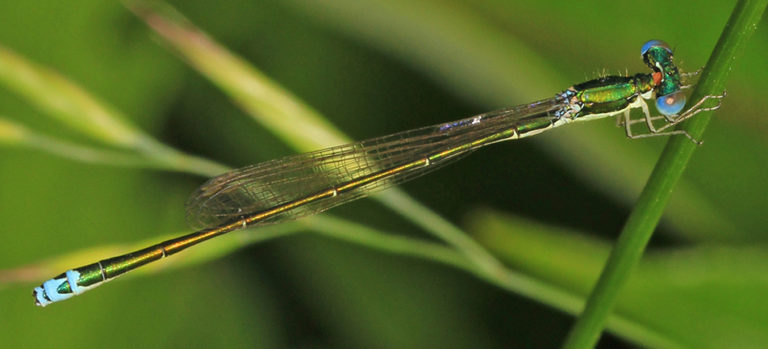 Dragonfly and Damselfly Guide - ON Nature Magazine