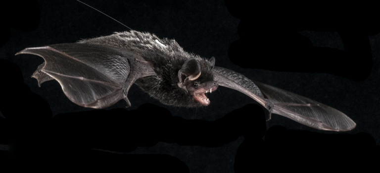 Bat Guide - ON Nature Magazine