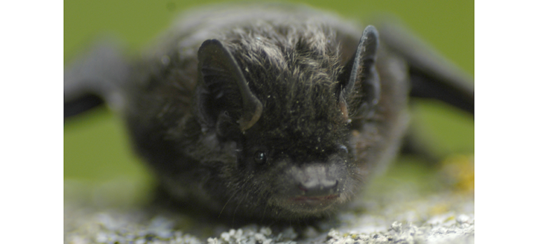 Bat Guide - ON Nature Magazine