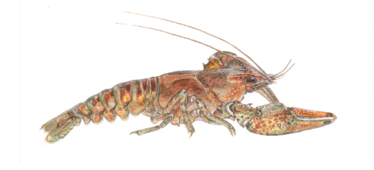 Crayfish Guide - ON Nature Magazine