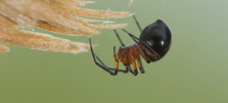 Spider Guide - ON Nature Magazine