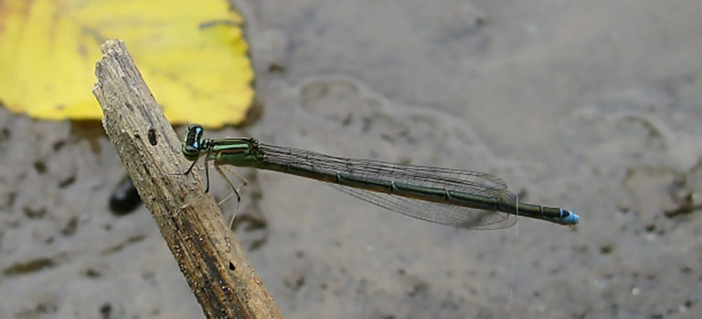 Dragonfly and Damselfly Guide - ON Nature Magazine
