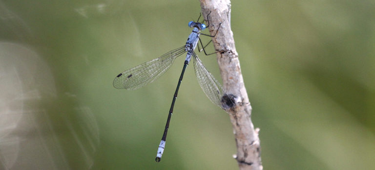 Dragonfly and Damselfly Guide - ON Nature Magazine
