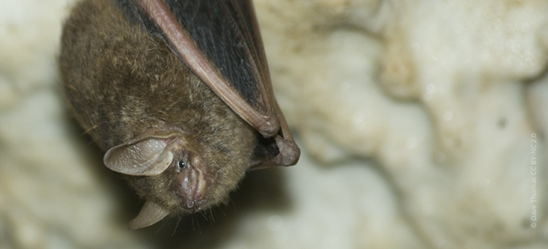Bat Guide - ON Nature Magazine