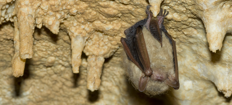 Bat Guide - ON Nature Magazine
