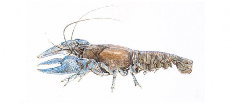Crayfish Guide - ON Nature Magazine