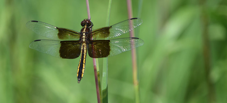 Dragonfly and Damselfly Guide - ON Nature Magazine