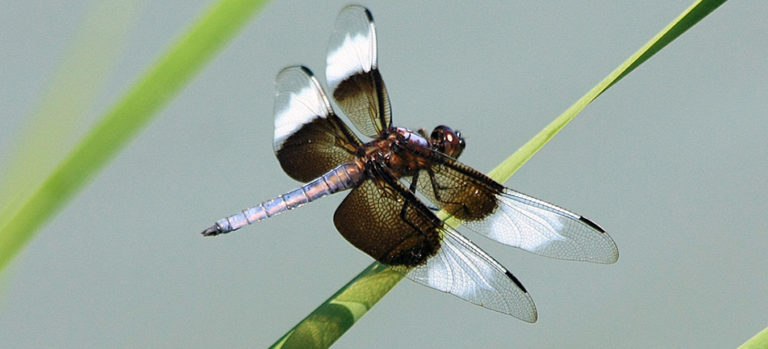 Dragonfly and Damselfly Guide - ON Nature Magazine