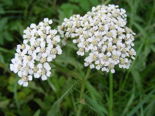 Backyard Habitats Guide - ON Nature Magazine